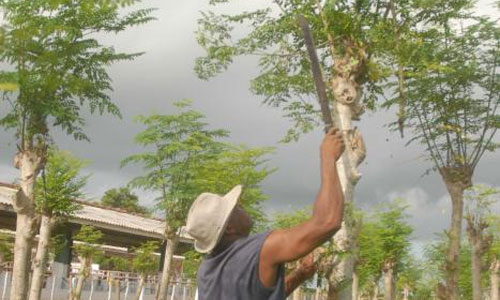 Urge multiplicar los resultados científicos sobre la Moringa